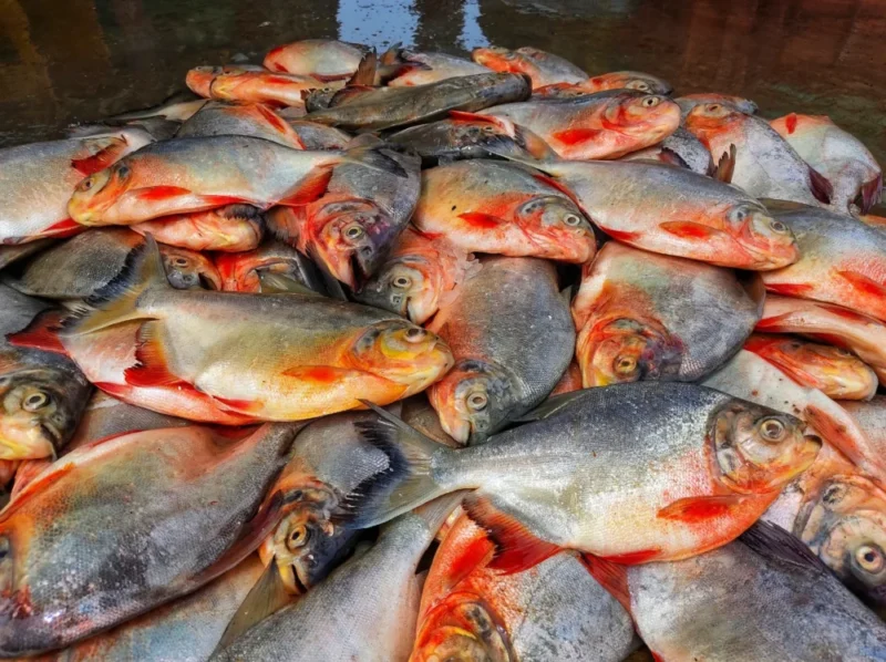 FROZEN RED PACU WHOLE CLEANED – magnawave.com.my