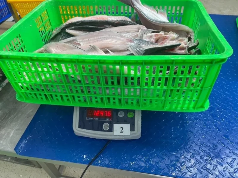 FROZEN PANGASIUS BUTTERFLY CUT – magnawave.com.my