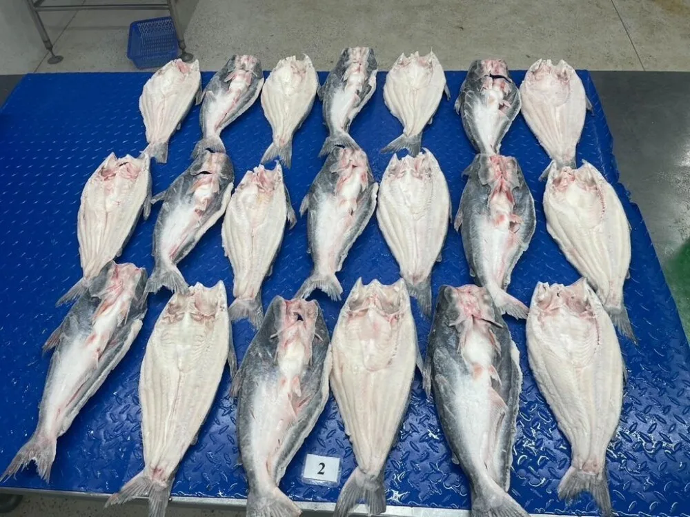 FROZEN PANGASIUS WHOLE ROUND – magnawave.com.my