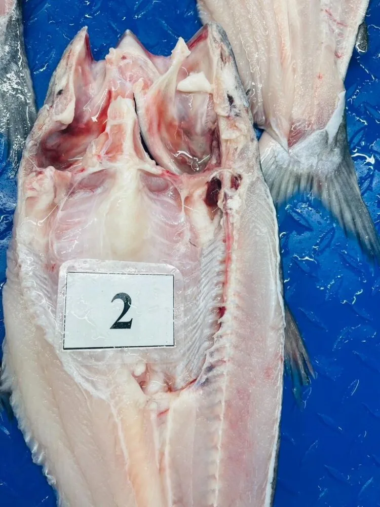 FROZEN PANGASIUS BUTTERFLY CUT – magnawave.com.my