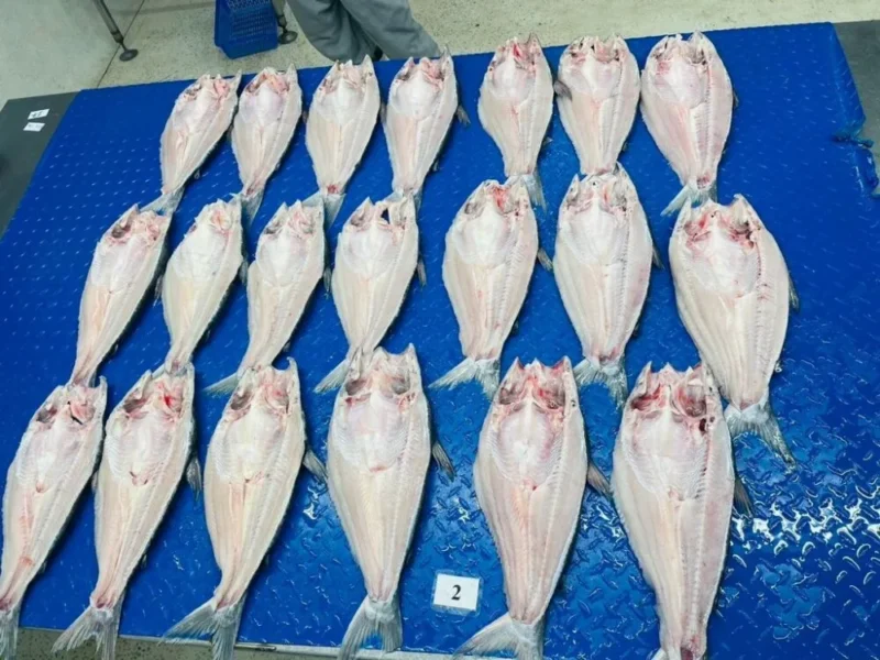 FROZEN PANGASIUS BUTTERFLY CUT – magnawave.com.my