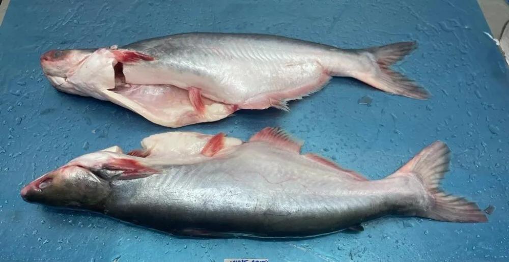 FROZEN PANGASIUS BUTTERFLY CUT – magnawave.com.my