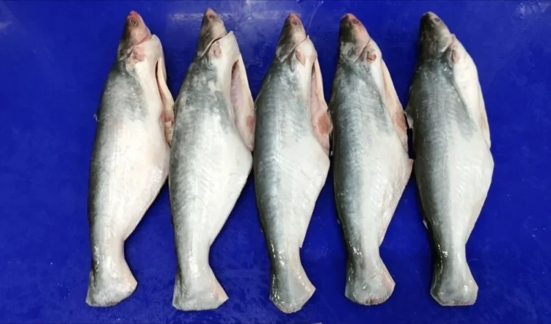 FROZEN PANGASIUS WHOLE CLEANED – magnawave.com.my