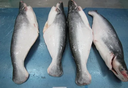 FROZEN PANGASIUS WHOLE CLEANED – magnawave.com.my