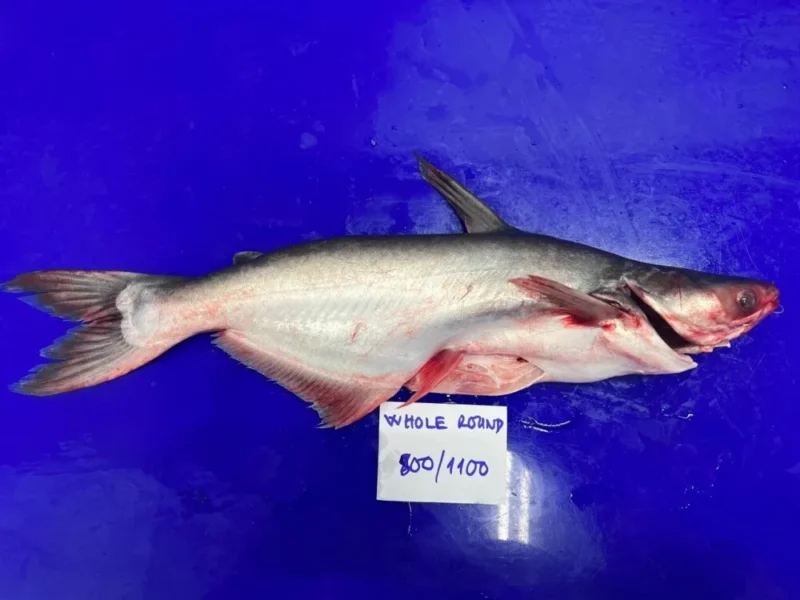FROZEN PANGASIUS WHOLE CLEANED – magnawave.com.my