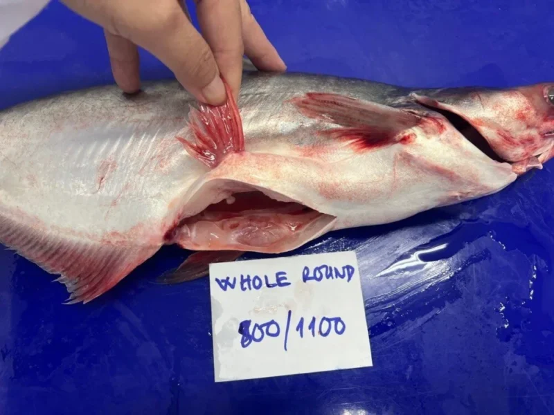 FROZEN PANGASIUS WHOLE CLEANED – magnawave.com.my