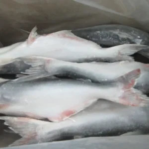 FROZEN PANGASIUS WHOLE ROUND – magnawave.com.my
